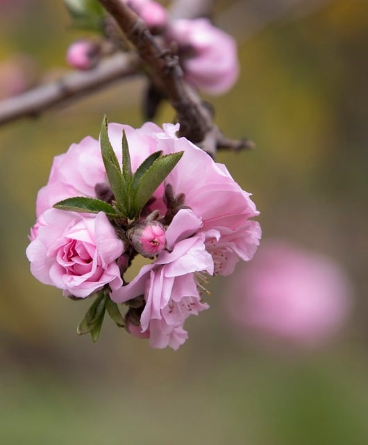 Peach Flowers Spring Garden - Free photo on Pixabay