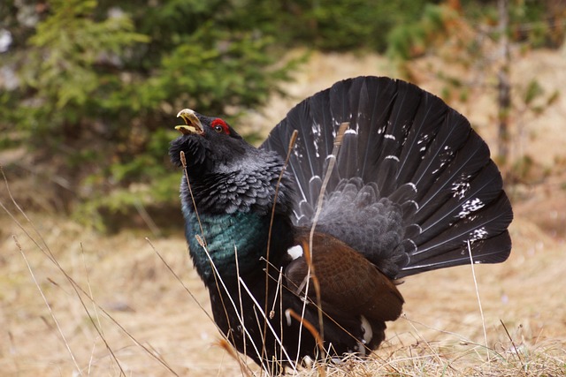 Gallo Bird Animal - Free photo on Pixabay