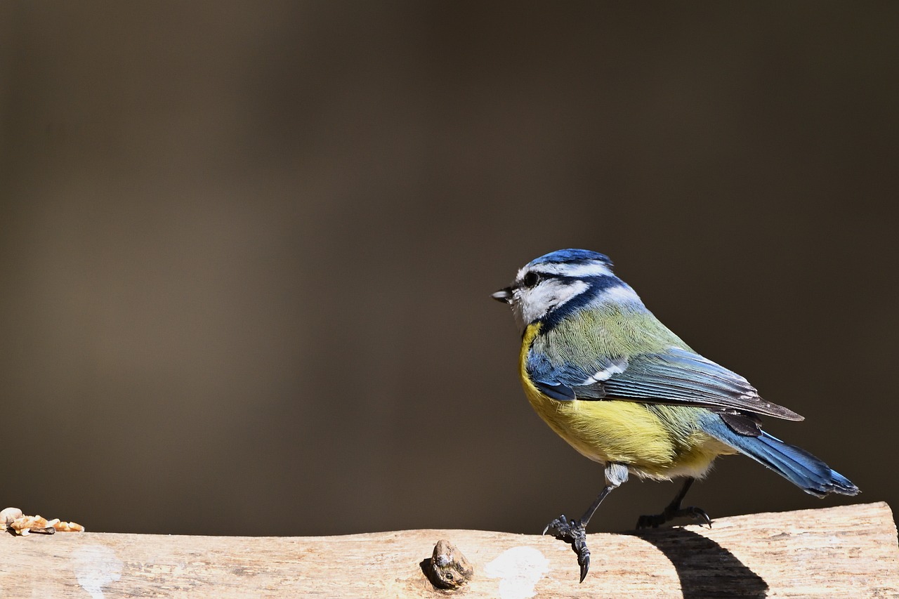 Blue Tit Bird Wildlife - Free photo on Pixabay