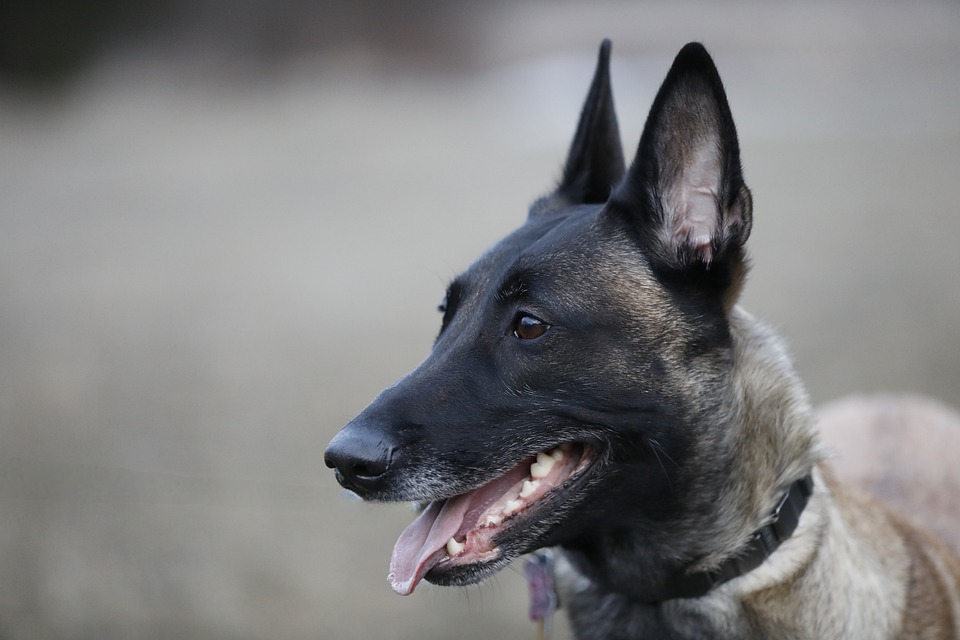 Malinois The Animal Dog - Free photo on Pixabay
