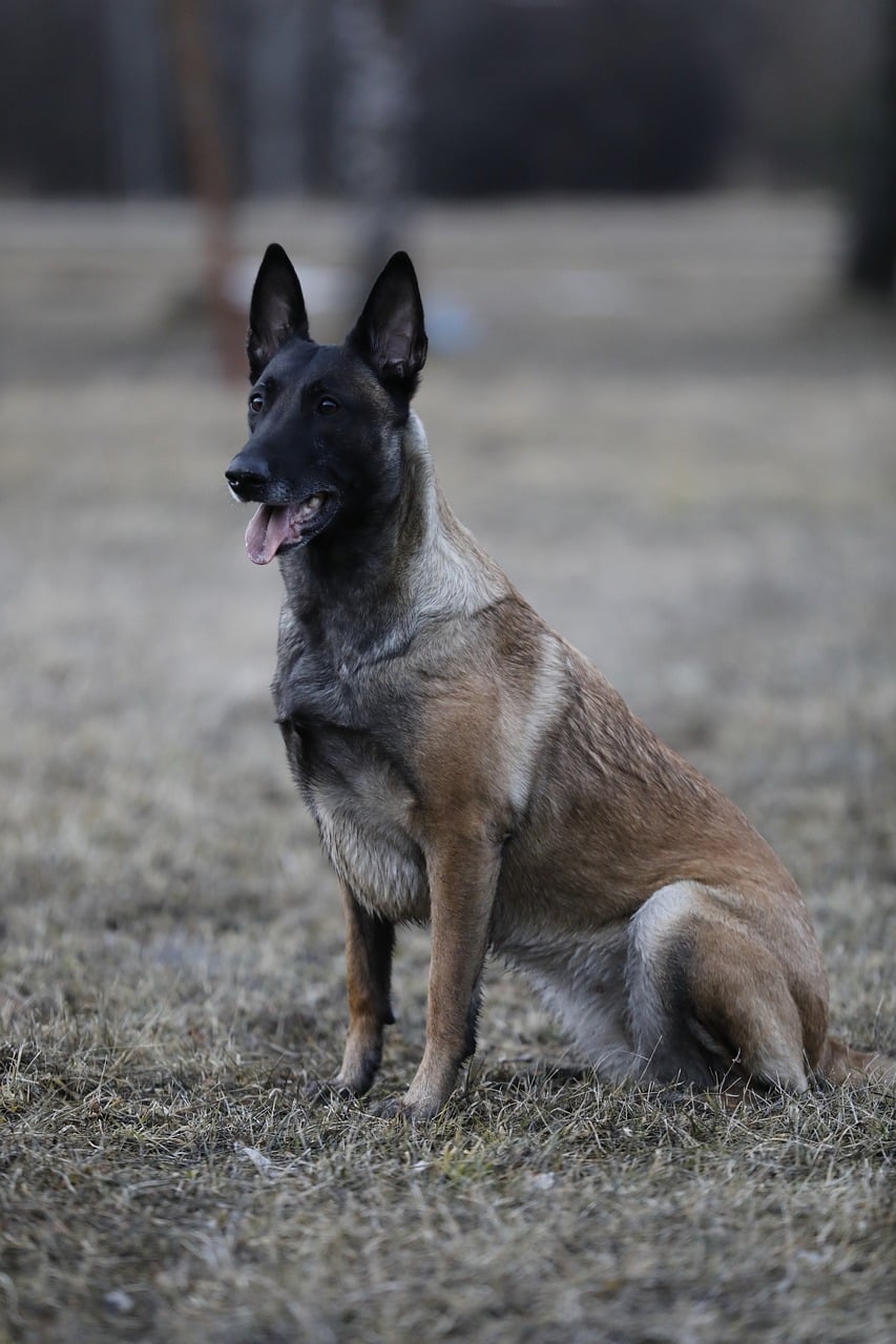 Gray Belgian Malinois Feral Belgian Malinois Who Had 'Zero Chance' At