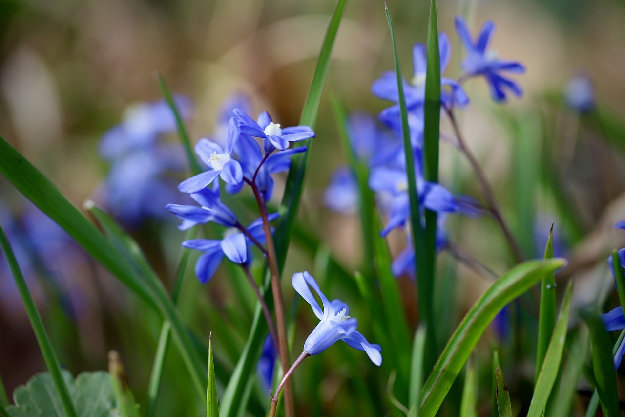 Blue Star Pointed Flower Scilla - Free photo on Pixabay