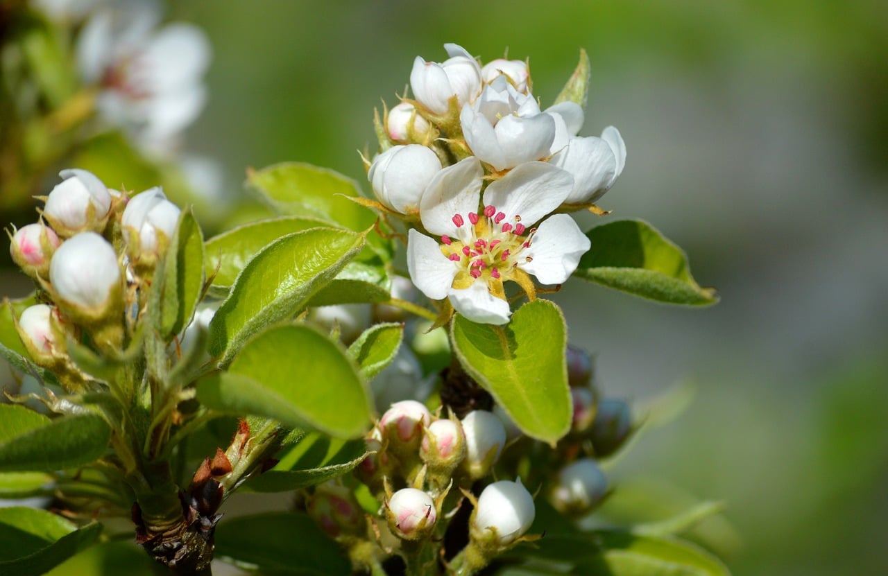 Flor De Pera Arbol Frutal - Foto gratis en Pixabay