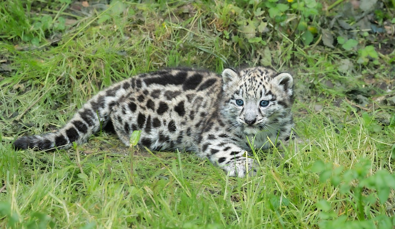 Snow Leopard Baby Big - Free photo on Pixabay