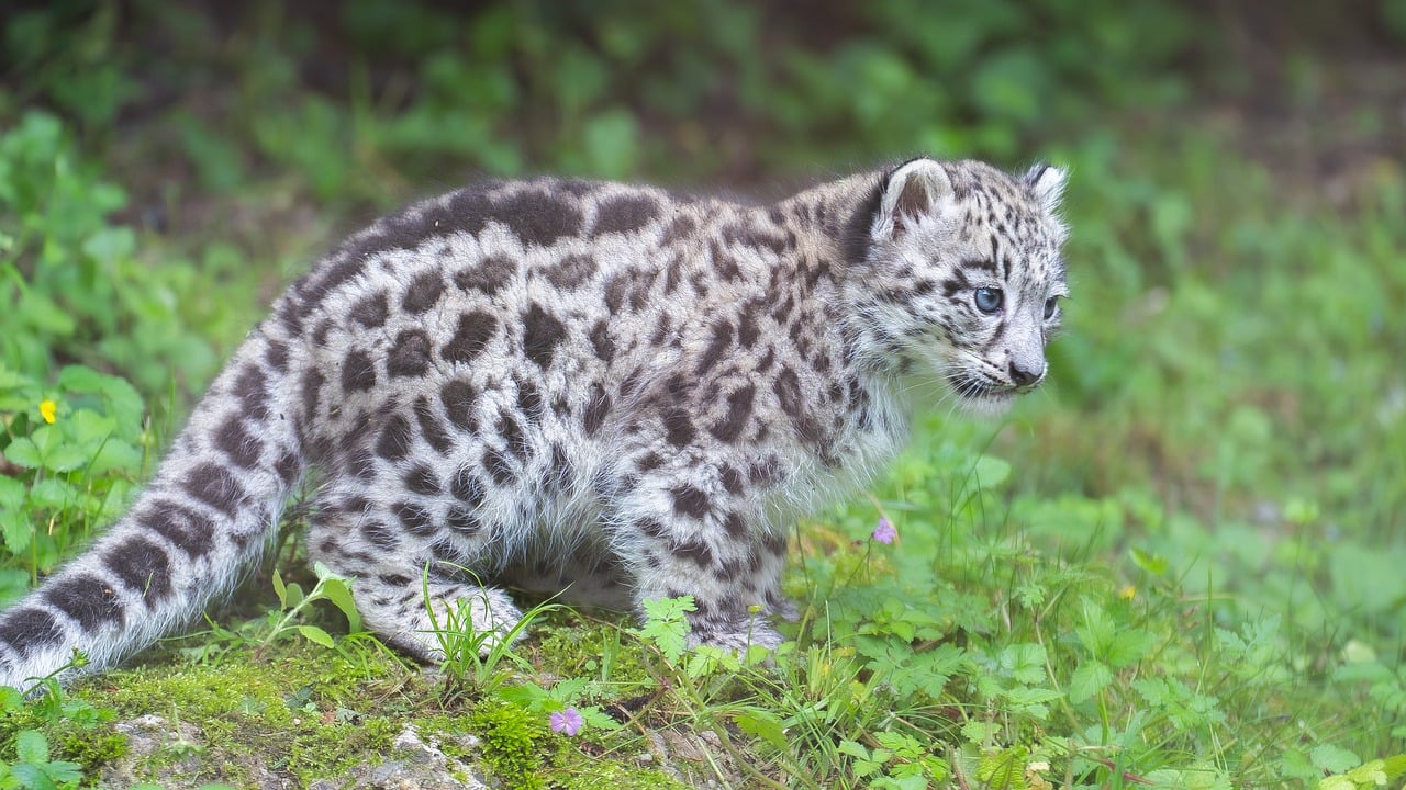 Snow Leopard Baby Big - Free photo on Pixabay