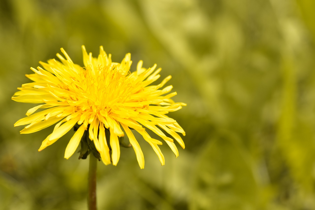 Dandelion Nature Plant Close - Free photo on Pixabay