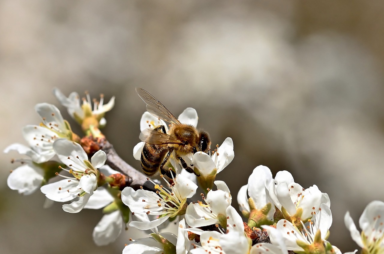 Bee Honey Blackthorn - Free photo on Pixabay