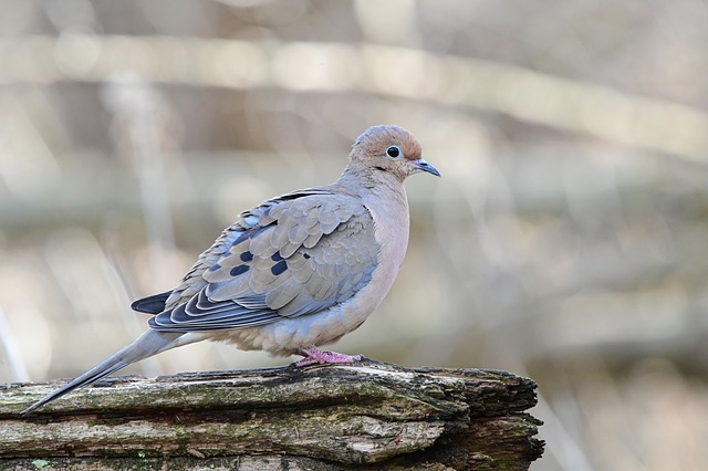 30,000+ Free Mourning Pigeon & Pigeon Photos - Pixabay