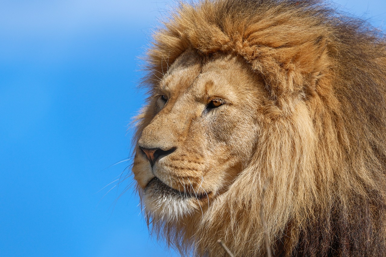 Leão Natureza Animal - Foto gratuita no Pixabay