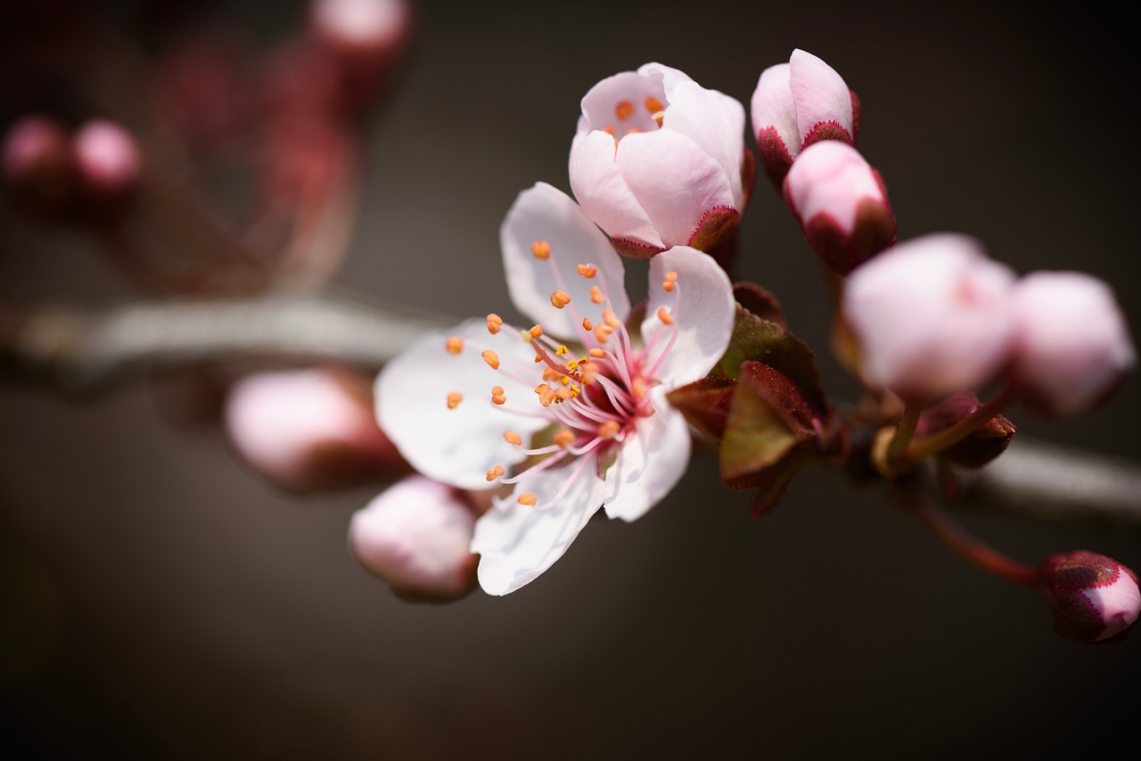 Flowers Purple Leaf Plum Bud - Free photo on Pixabay