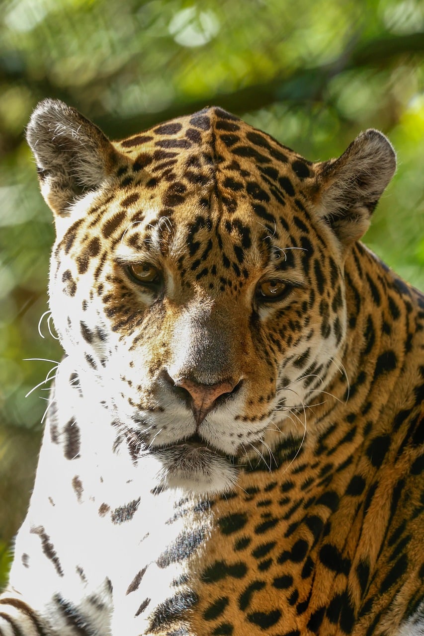Leopard Predator Animal - Free photo on Pixabay
