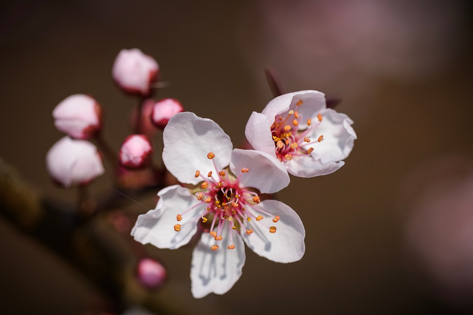 Purple Leaf Plum Flowers Stamen - Free photo on Pixabay