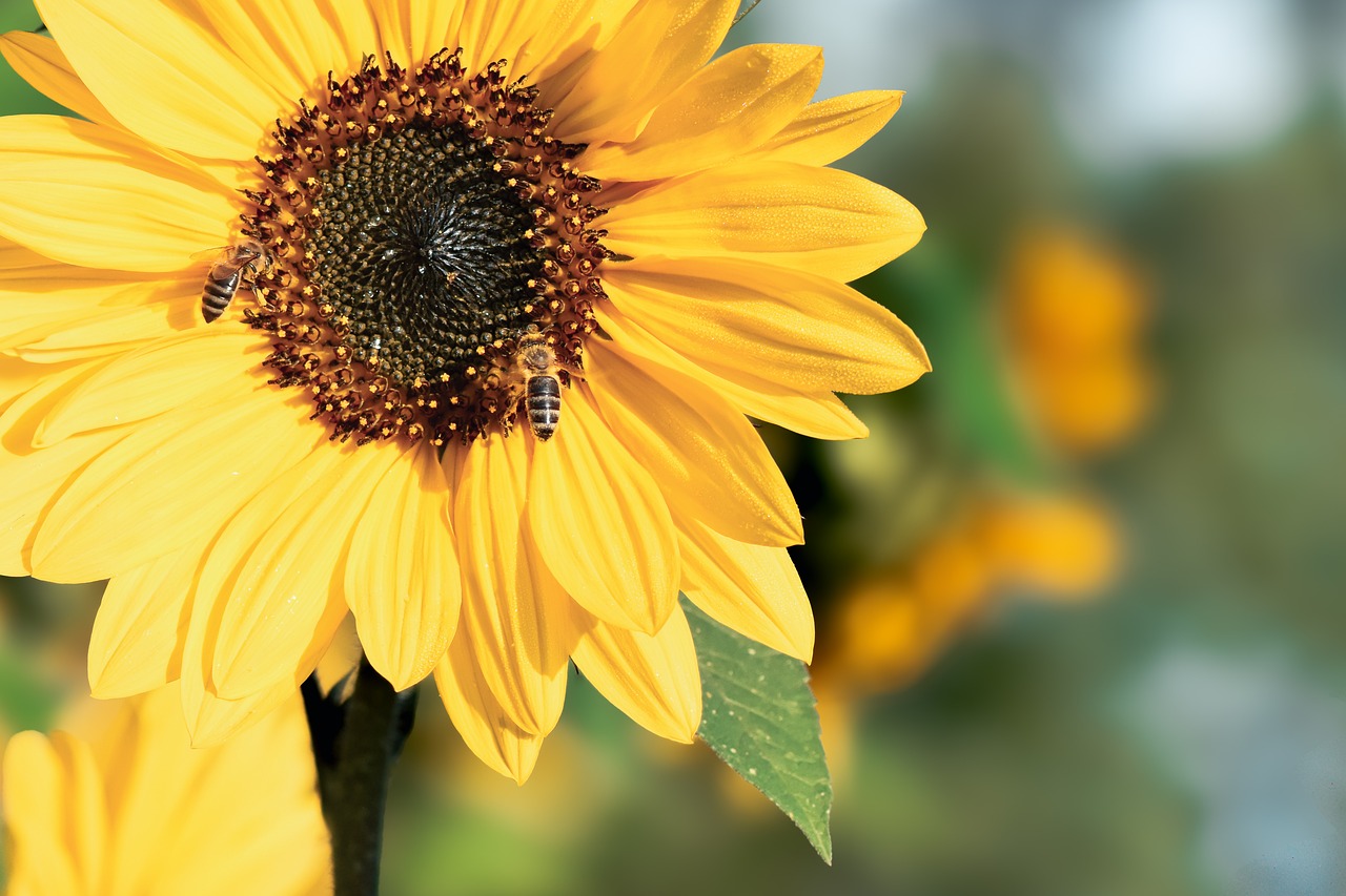 Sunflowers Nature Blossom - Free photo on Pixabay