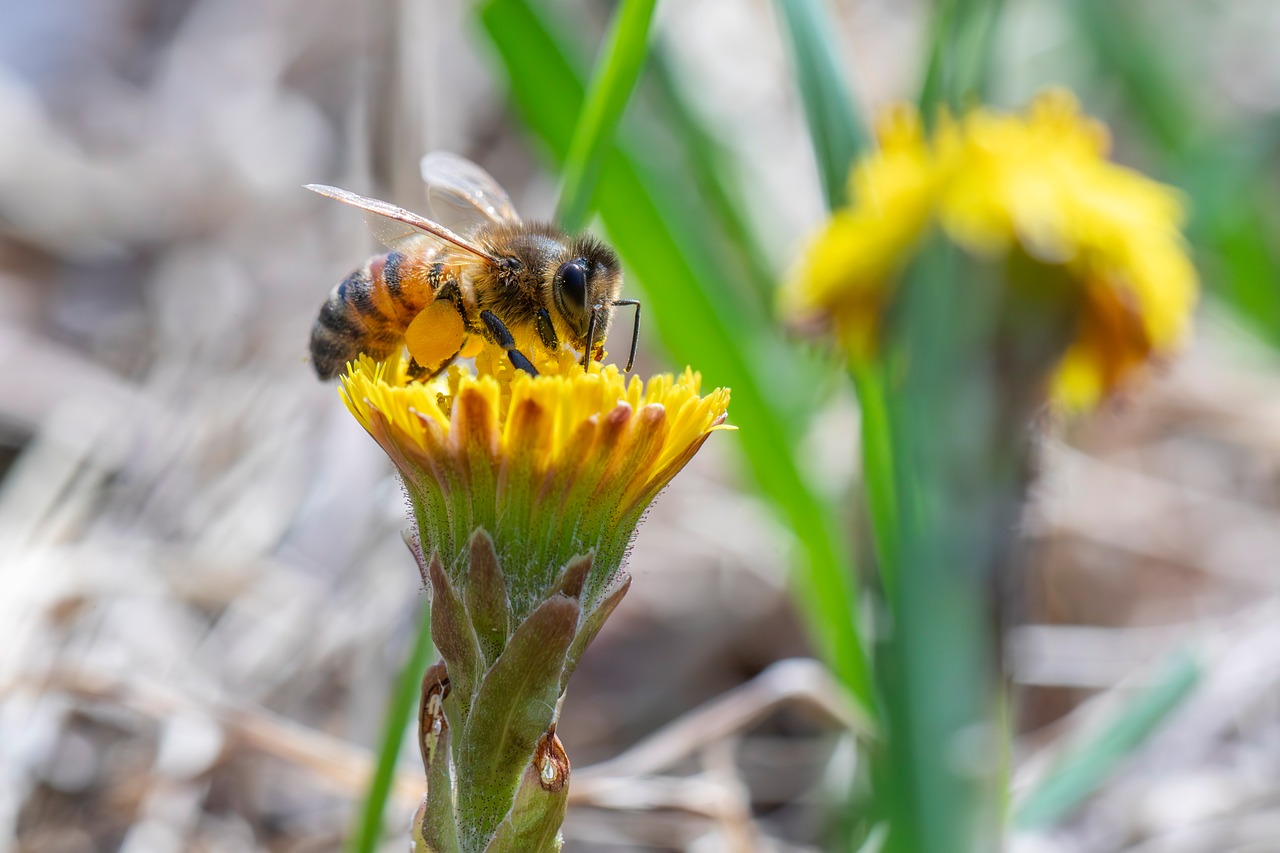 Nature Animal Bee - Free photo on Pixabay