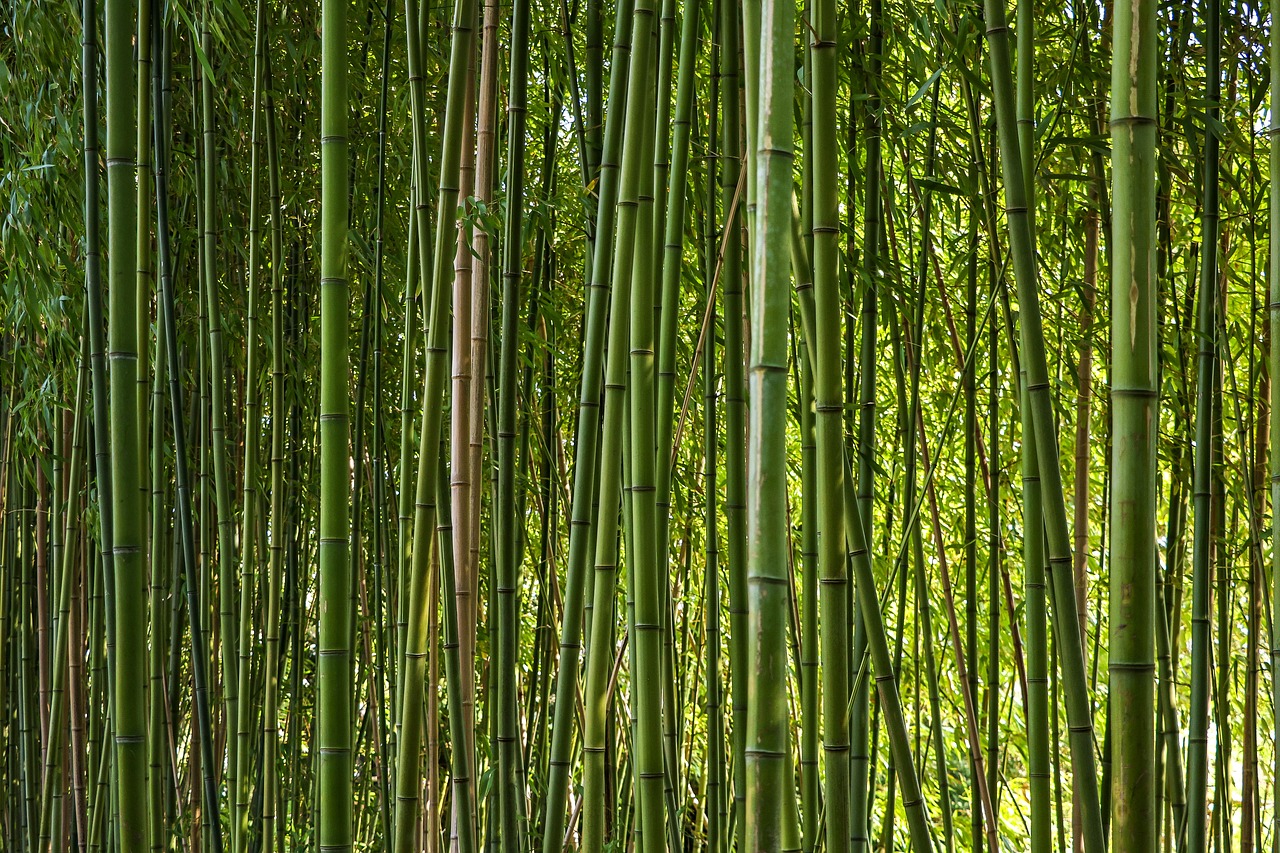Bamboo Nature Panda - Free photo on Pixabay