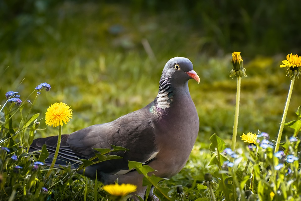 Wood Pigeon Dove Nature - Free photo on Pixabay