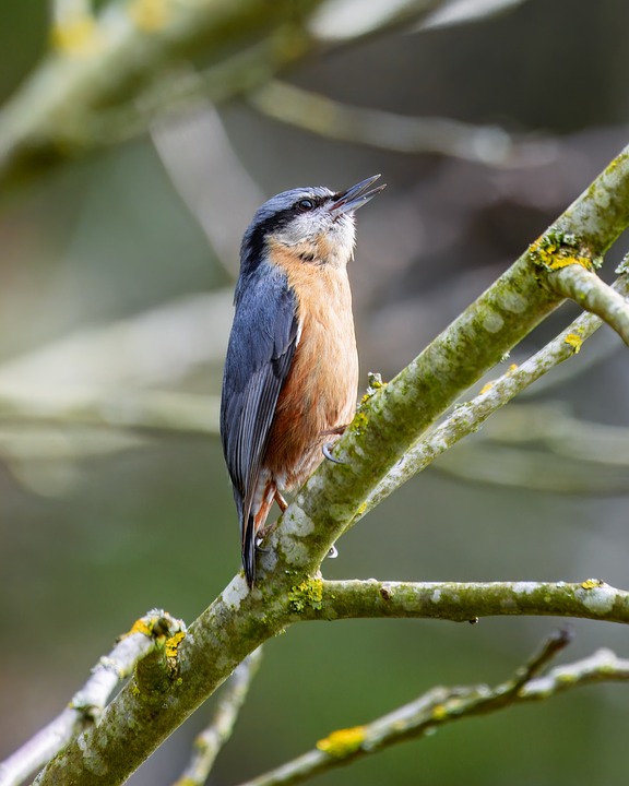 Nuthatch Bird Wild - Free photo on Pixabay