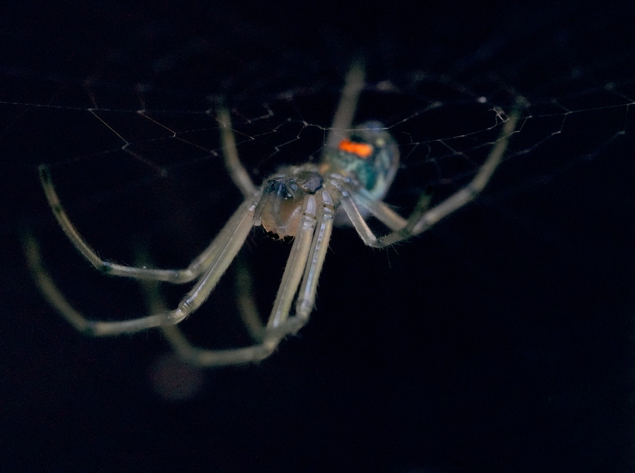 Spider Creepy-Crawly Invertebrate - Free photo on Pixabay