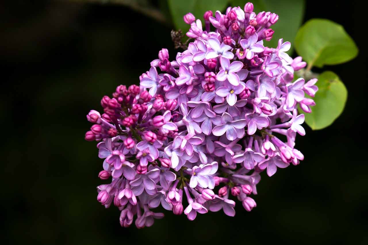Lilases Flores Jardim - Foto gratuita no Pixabay