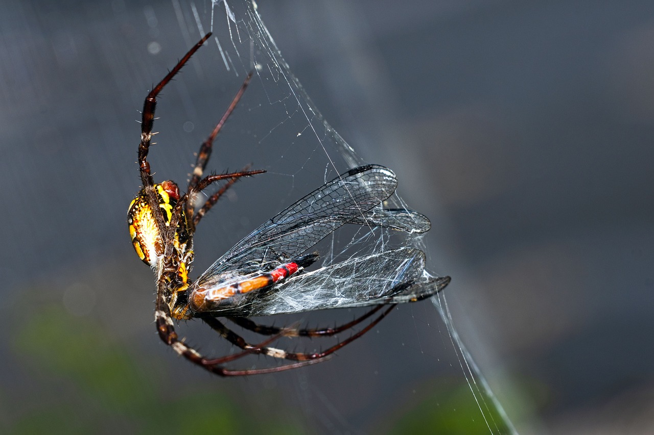 Spider Dragonfly Macro - Free photo on Pixabay