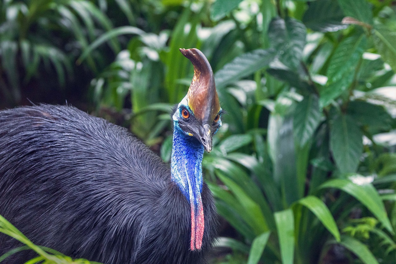 Cassowary Bird Wildlife - Free photo on Pixabay