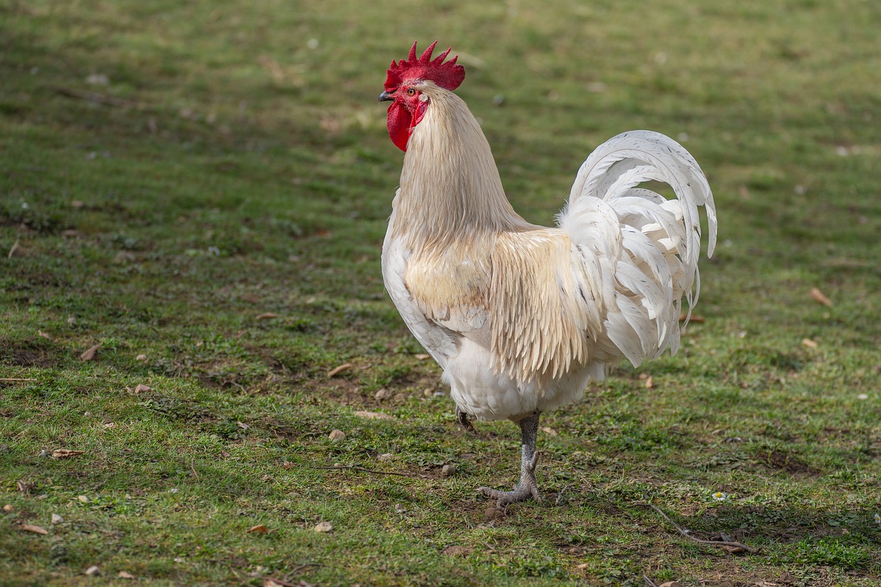 Bird Gockel Poultry - Free photo on Pixabay