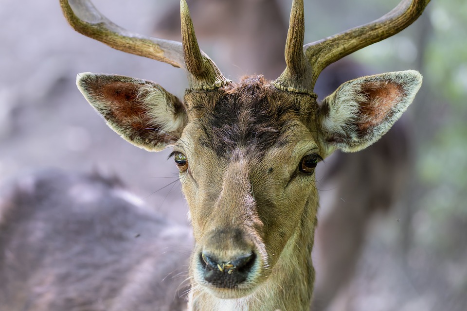 Deer Fallow Antler - Free photo on Pixabay