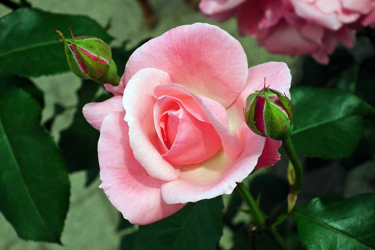 Rose Flor Floreciente - Foto gratis en Pixabay
