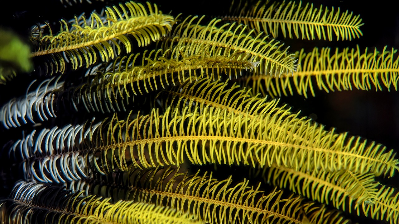 Fiji Nature Sea - Free photo on Pixabay