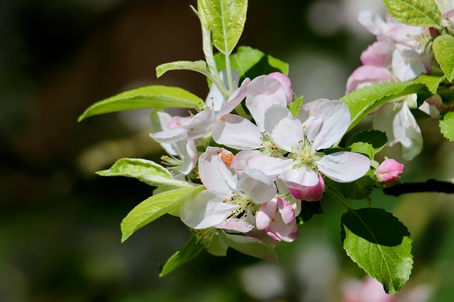 Apple Blossom Pink Flowers - Free photo on Pixabay