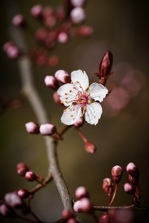 Purple Leaf Plum Flowers Stamen - Free photo on Pixabay