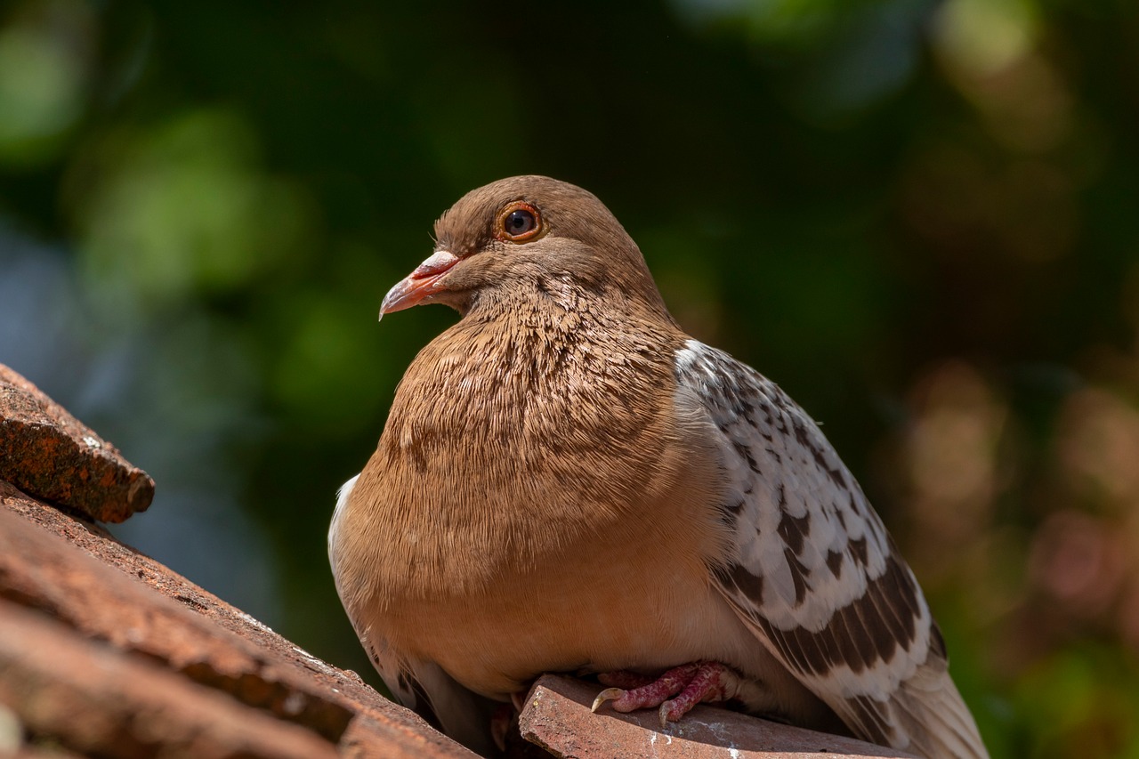 Dove Bird Nature - Free photo on Pixabay