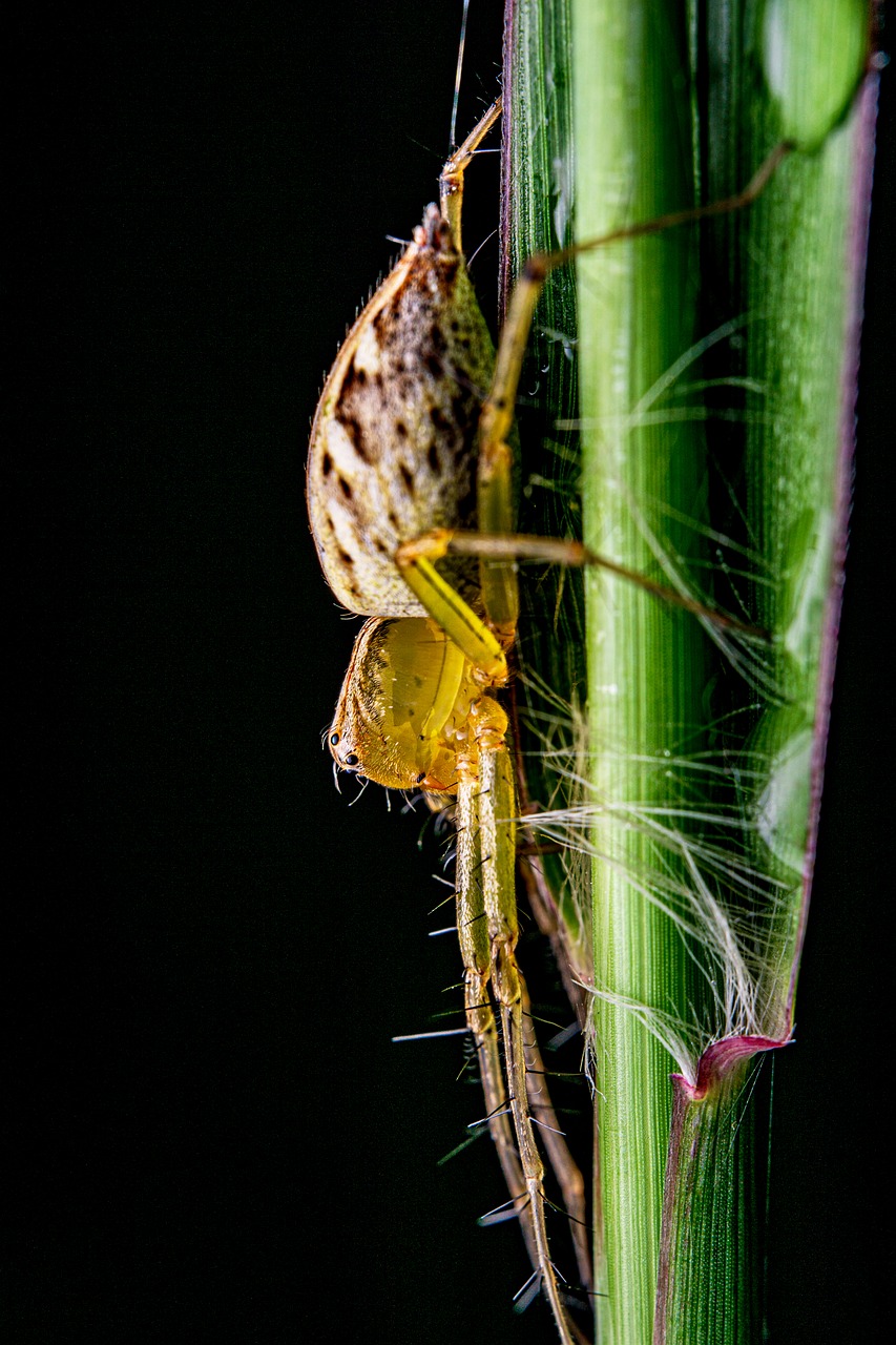 Insect Nature Wildlife - Free photo on Pixabay