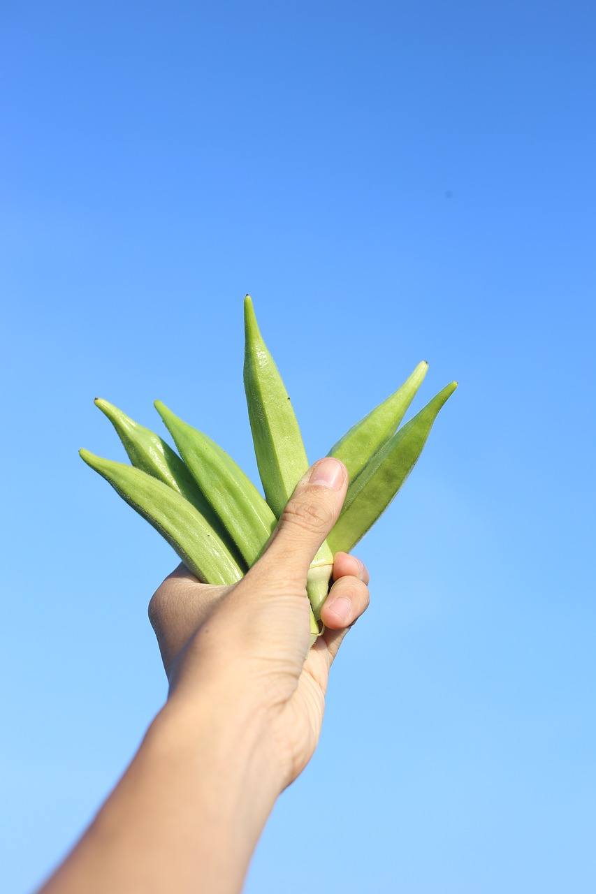 Okra Flower Nature - Free photo on Pixabay