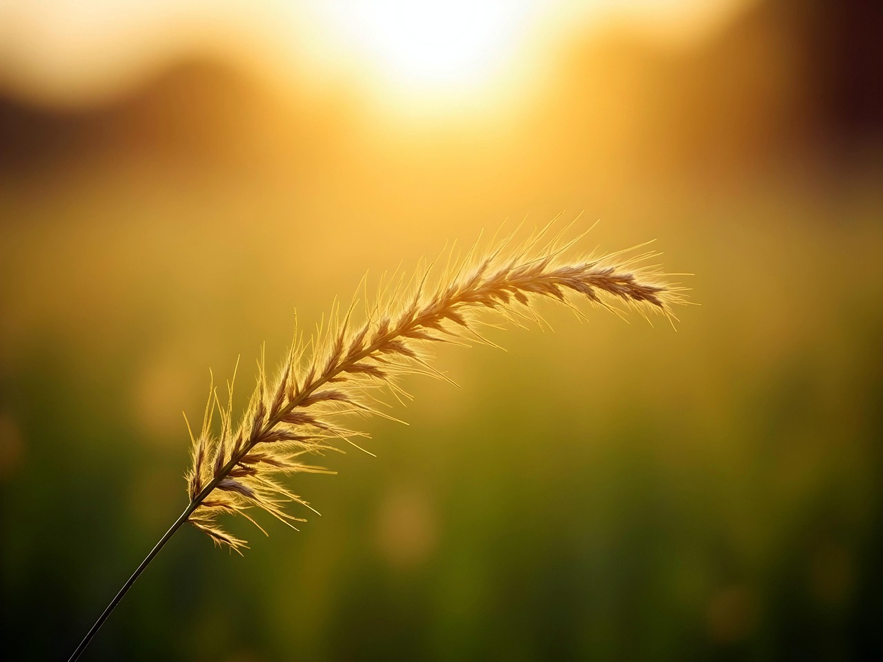 Download Grass, Blade, Nature. Royalty-Free Stock Illustration Image ...