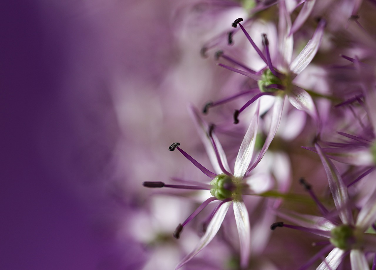 Allium Stratos Ornamental Onion - Free photo on Pixabay
