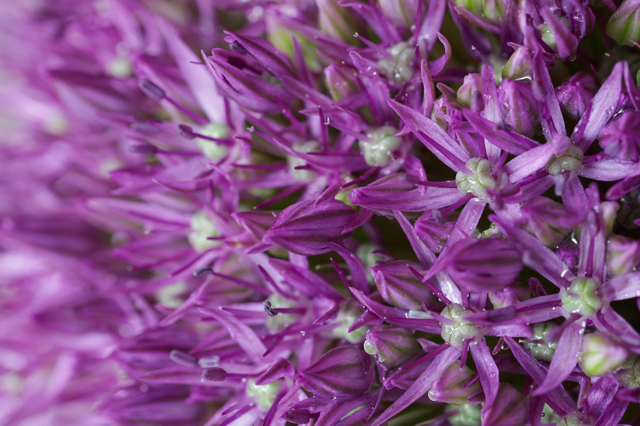 Cebola Ornamental Allium Stratos - Foto gratuita no Pixabay