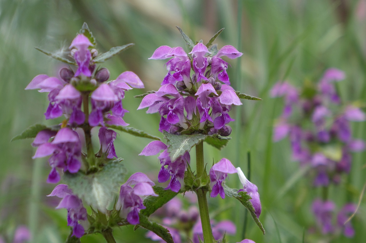 Dead Nettle Blossom Bloom - Free photo on Pixabay