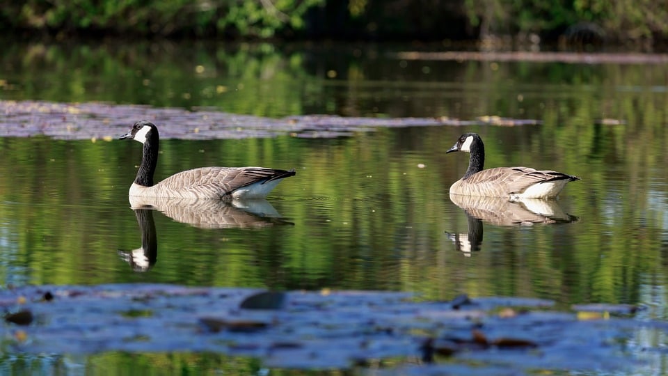 Geese Birds Nature - Free photo on Pixabay