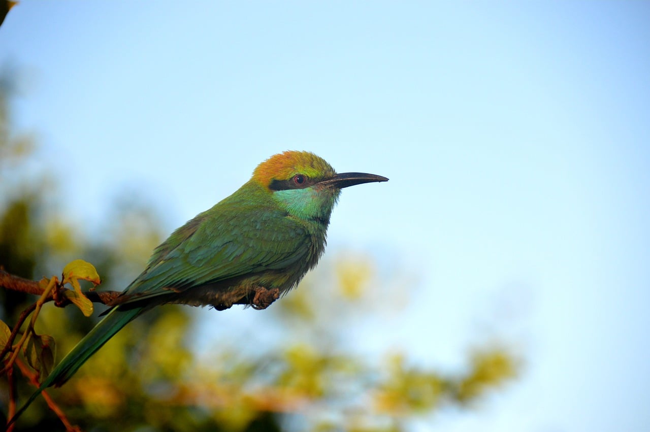 European Bee Eater Nature Bird - Free photo on Pixabay