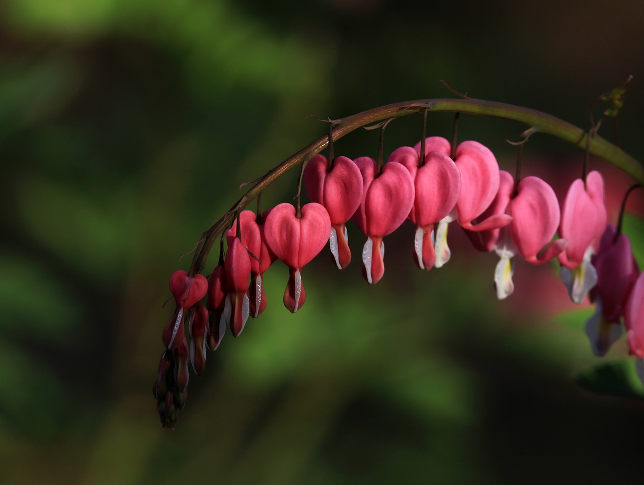 Bleeding Heart Flowers Spring - Free photo on Pixabay