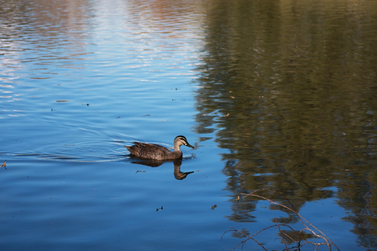 Duck Nature Bird - Free photo on Pixabay