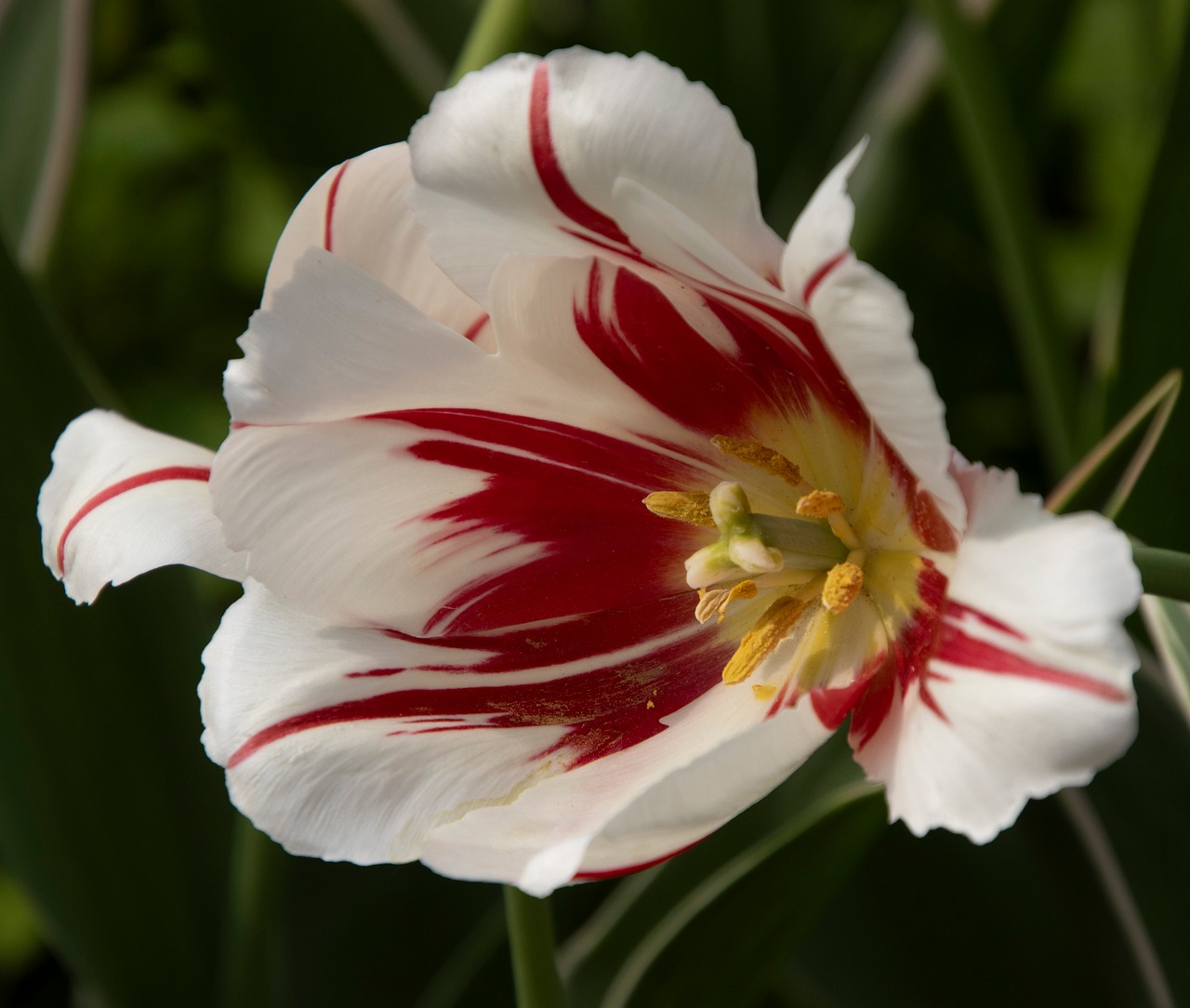 Tulip Bloom Garden - Free photo on Pixabay