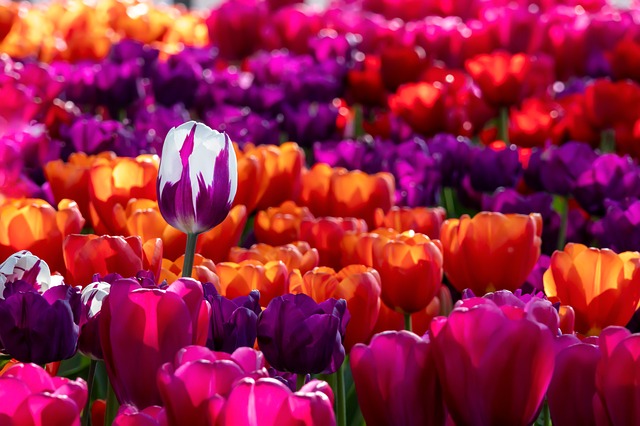 Tulip Bunga-Bunga Kebun Musim - Foto gratis di Pixabay