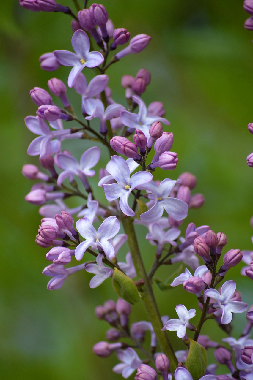Lilac Spring Plant - Free photo on Pixabay