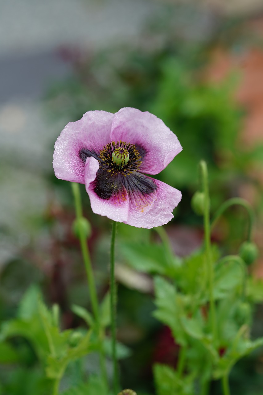 Poppy Flower Bloom - Free photo on Pixabay