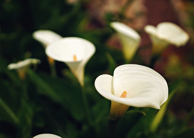 Calla Nature Flower - Free photo on Pixabay