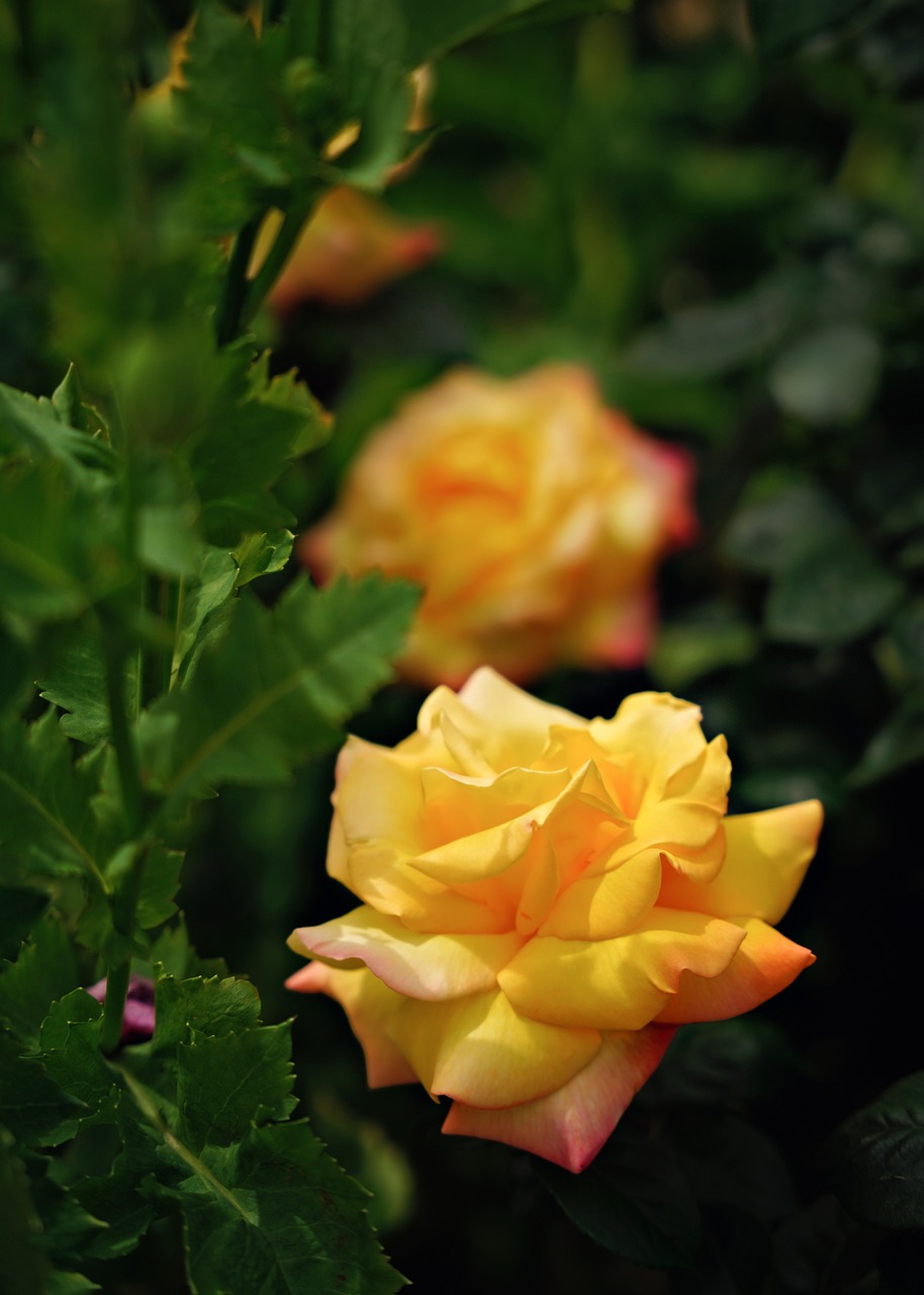 Rose Bloom Blossom - Free photo on Pixabay