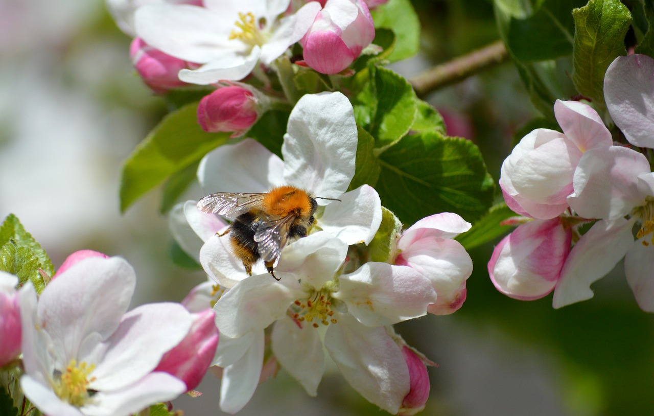 Bumblebee Insect Bee Apple - Free photo on Pixabay