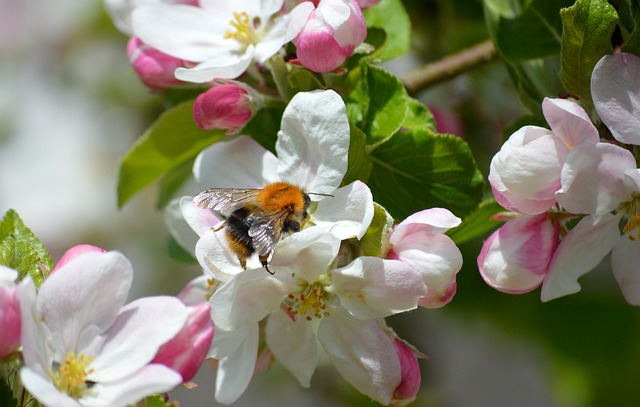 Bumblebee Insect Bee Apple - Free photo on Pixabay